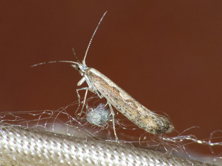 Moths' mating game is knocked off track by ozone pollution - AirQualityNews