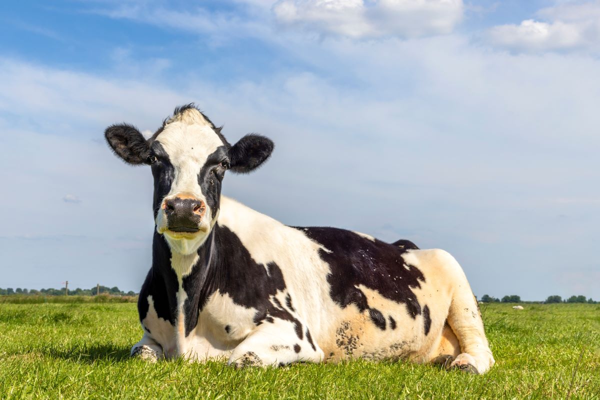 The war on cow burps - AirQualityNews